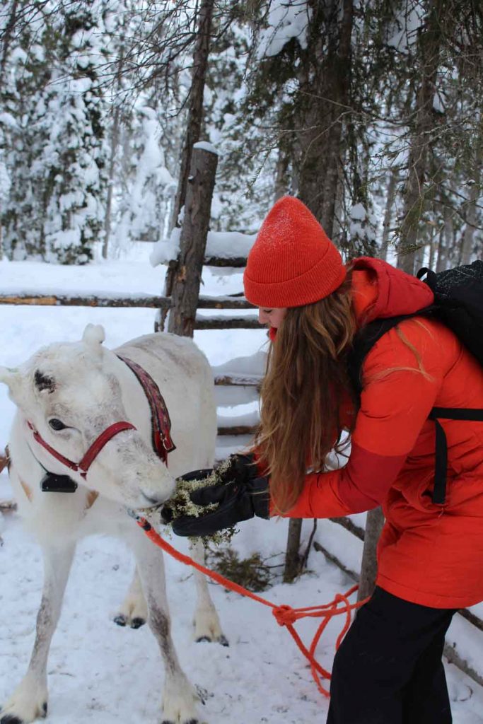 About reindeer - Reindeer and fishing nature experience in Finnish ...